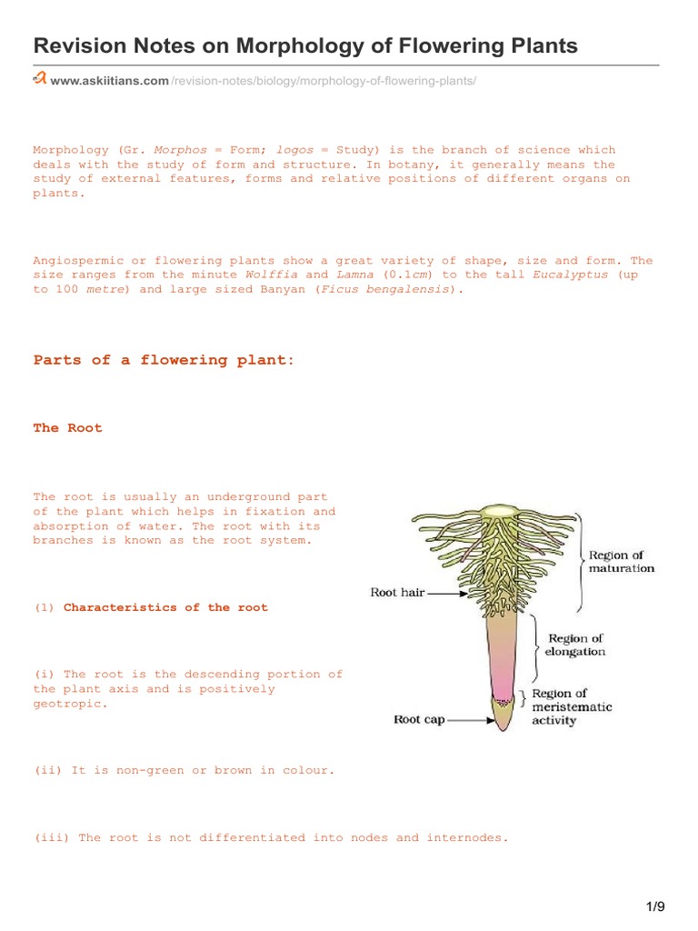 Morphology of Flowering Plants Notes | PDF | Petal | Leaf