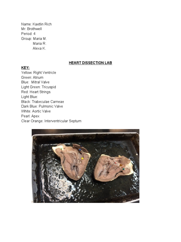 Heart Dissection Lab Key | PDF