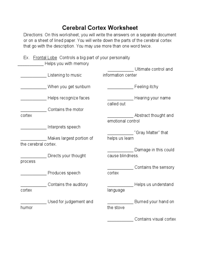Cerebral Cortex Worksheet | PDF