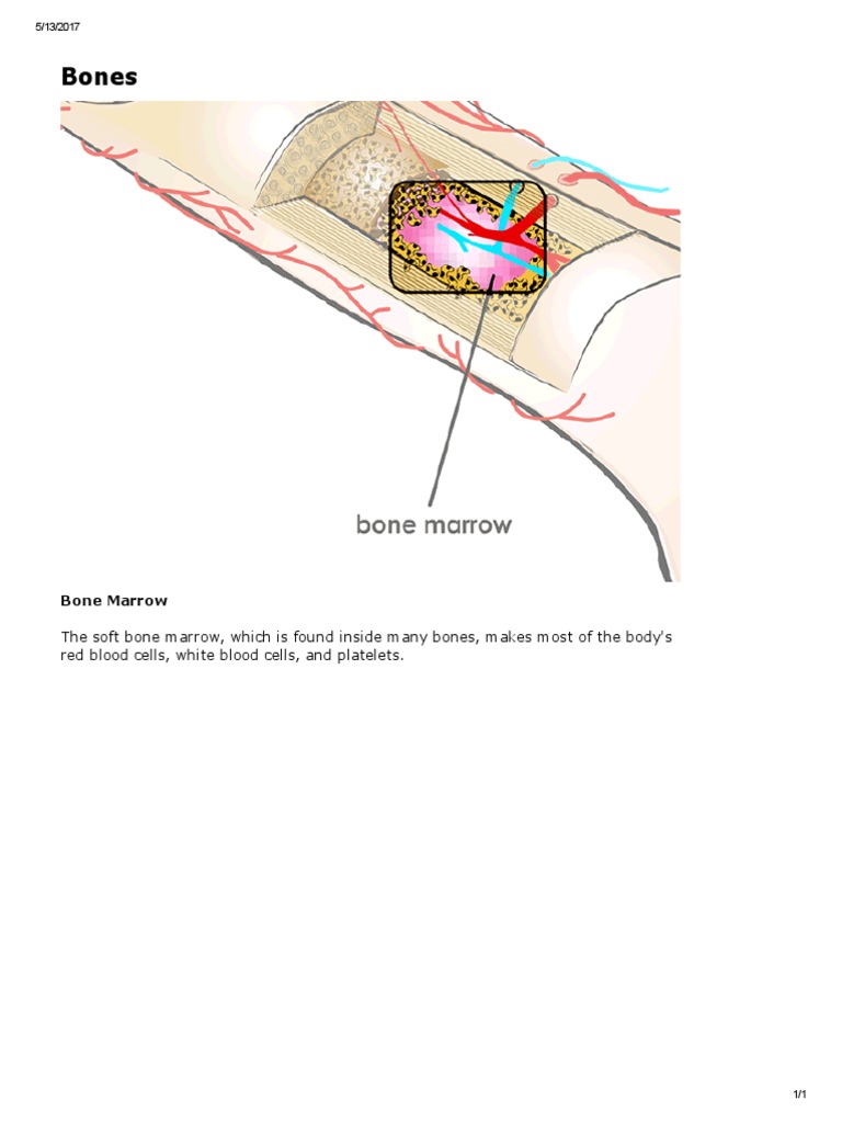 Bones | PDF