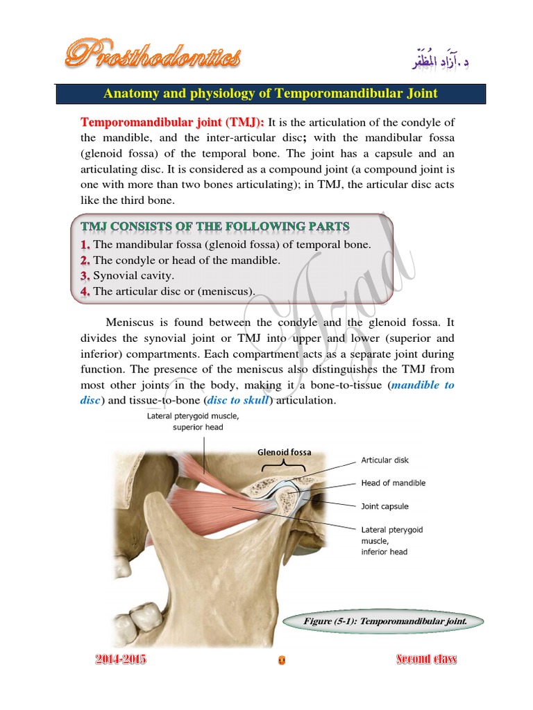 Anatomy and Physiology of Temporomandibular Joint | PDF | Joints ...