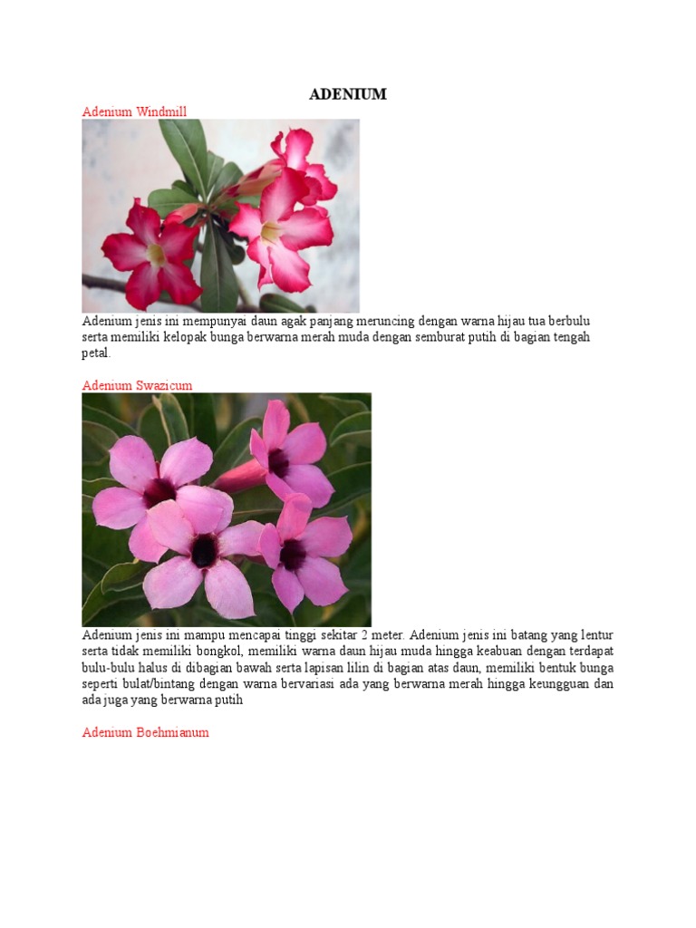 ADENIUM TYPES | PDF