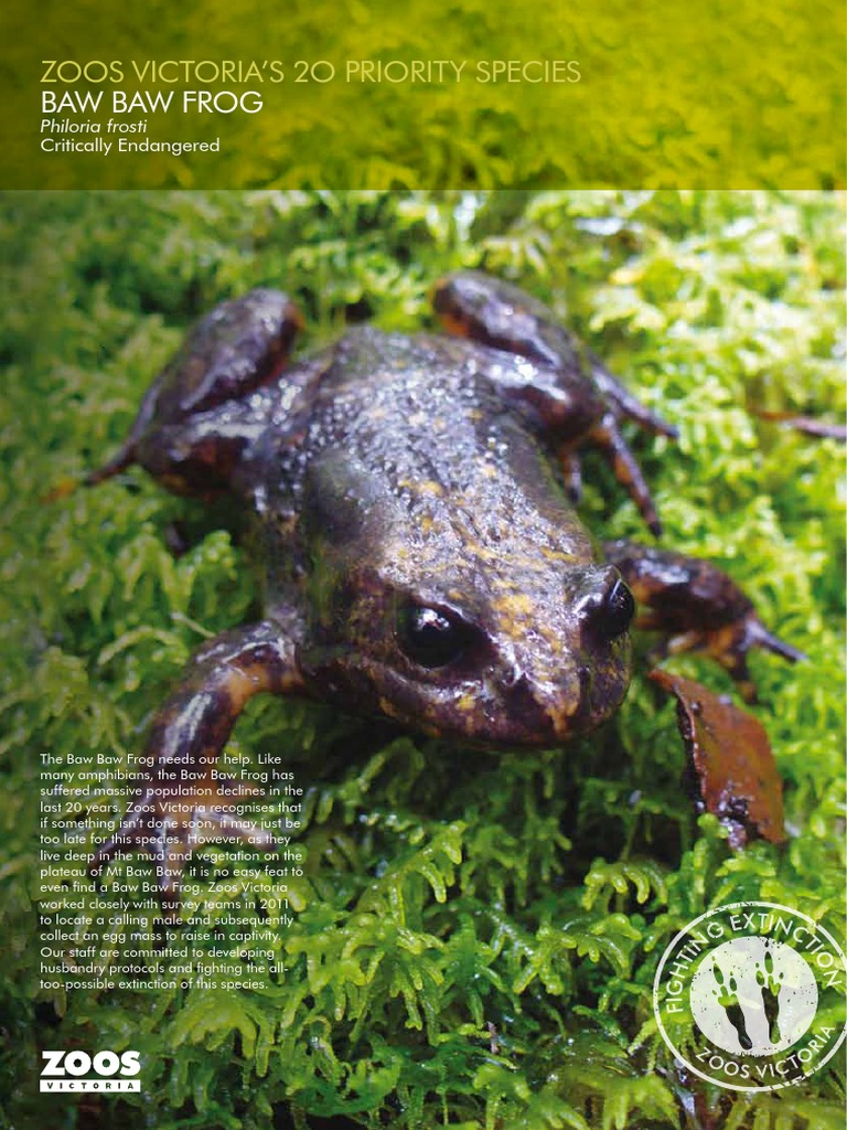 Baw Baw Frog Priority Species | PDF | Frog | Amphibian