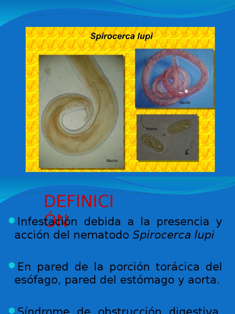 4.28 Spirocerca Lupi | Nematodo | Estómago