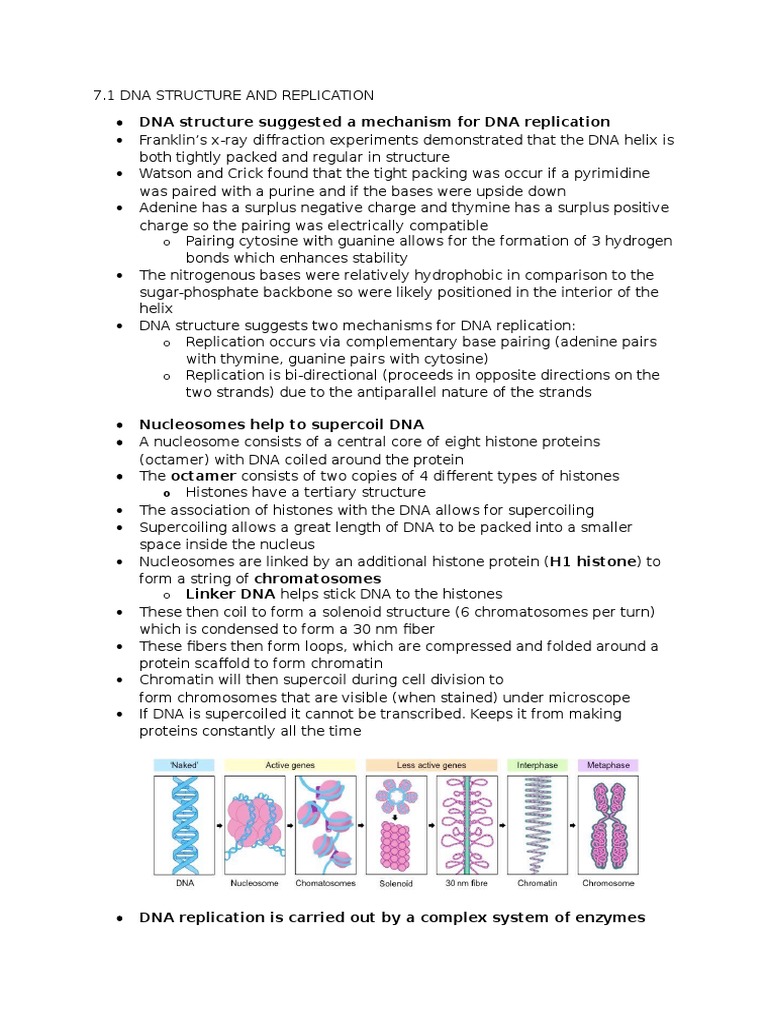 Nucleic Acids NOTES | PDF | Ribosome | Dna Replication