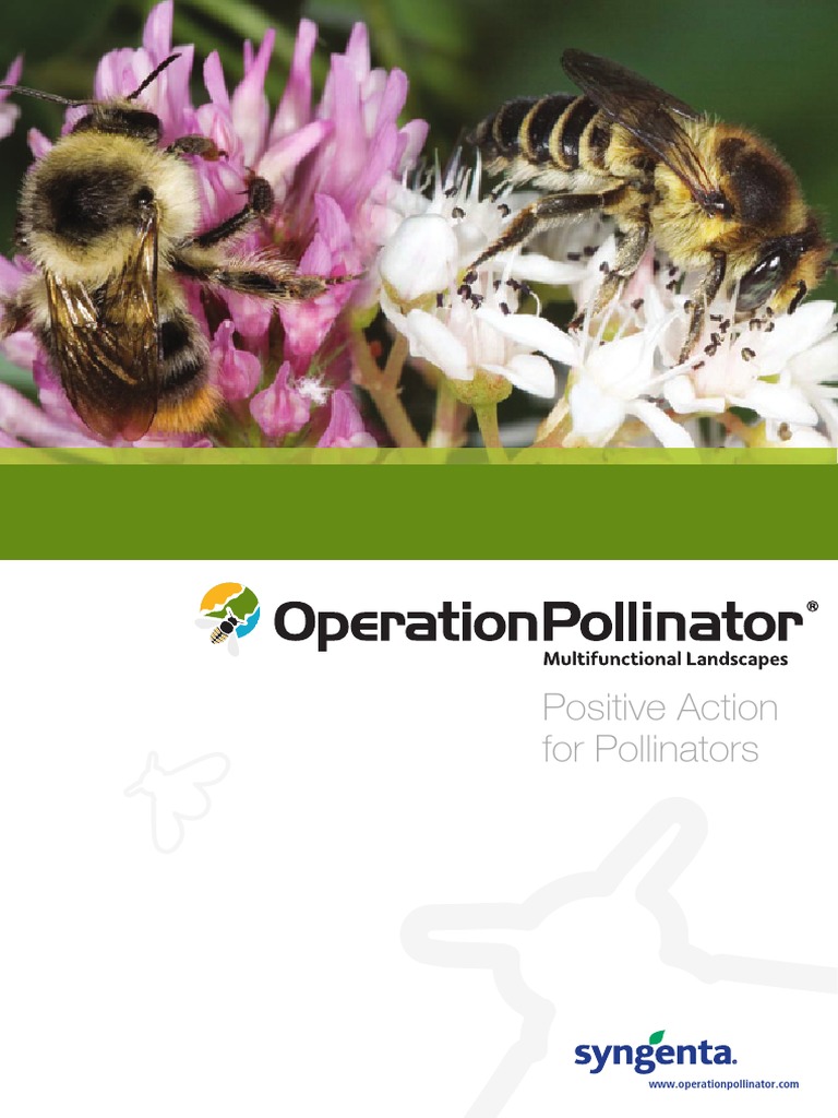 Positive Action For Pollinators: Establishing Operation Pollinator ...