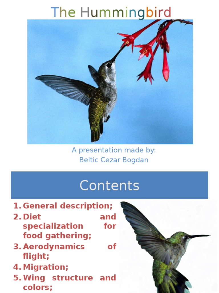 The Hummingbird | PDF | Paravians | Tetrapods