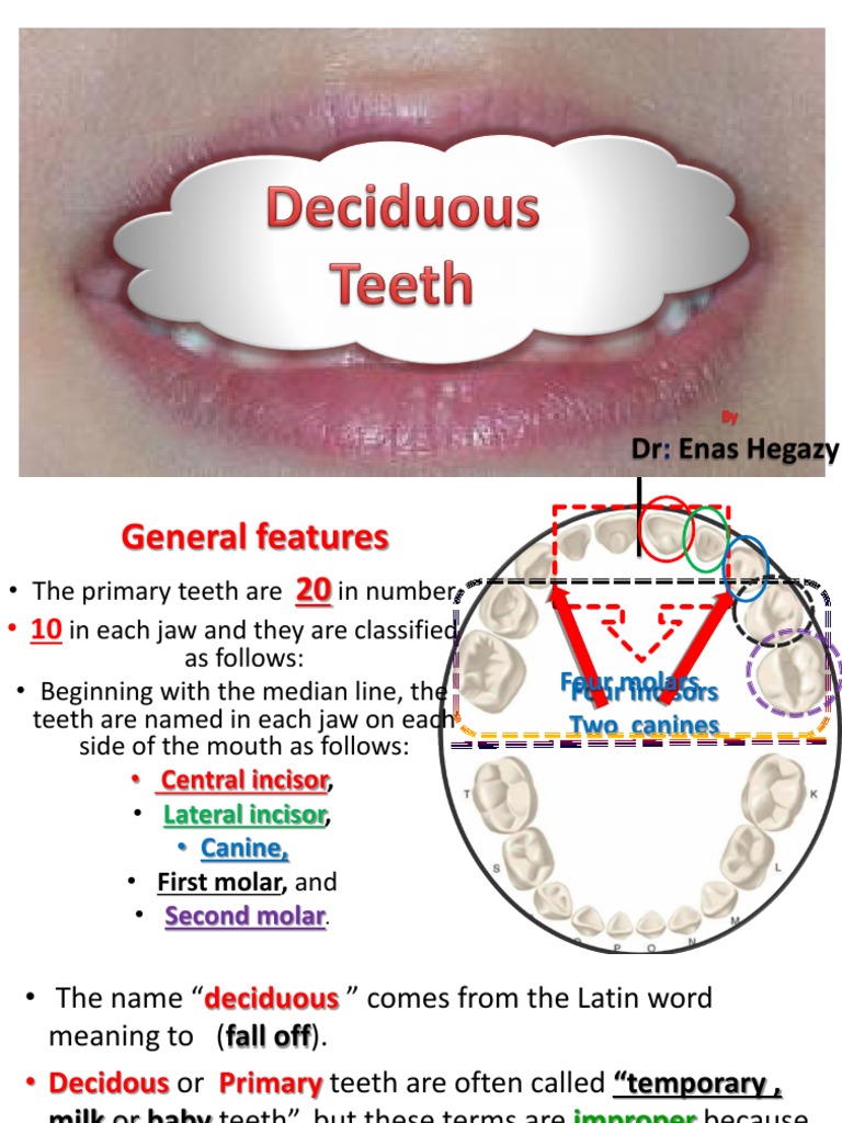 2 Deciduous Teeth | PDF | Tooth | Physiognomy