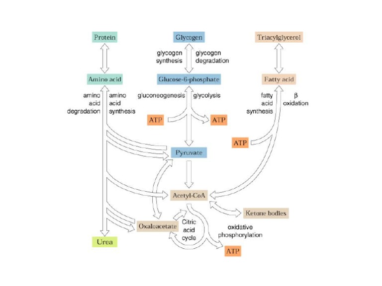 Metabolic Roadmap | PDF