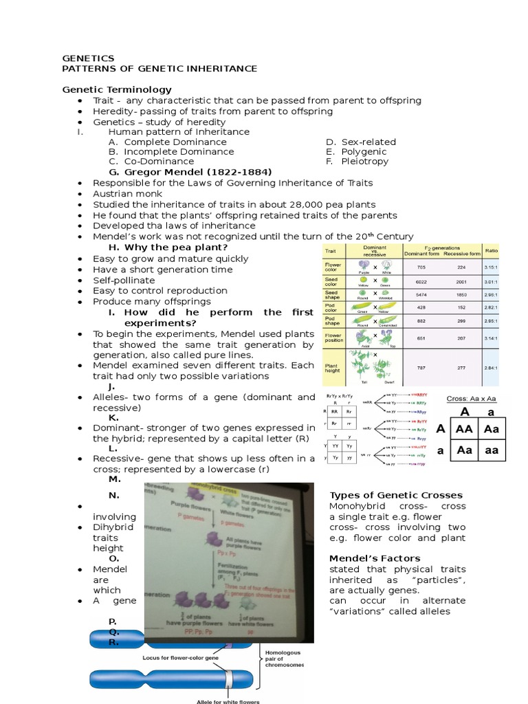 Genetics Notes | PDF | Translation (Biology) | Rna