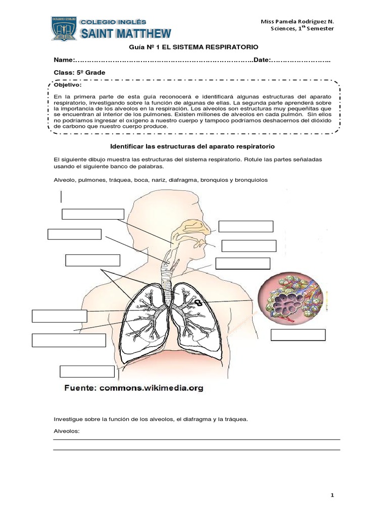 Actividades del Sistema Respiratorio para Niños | PDF | Pulmón ...