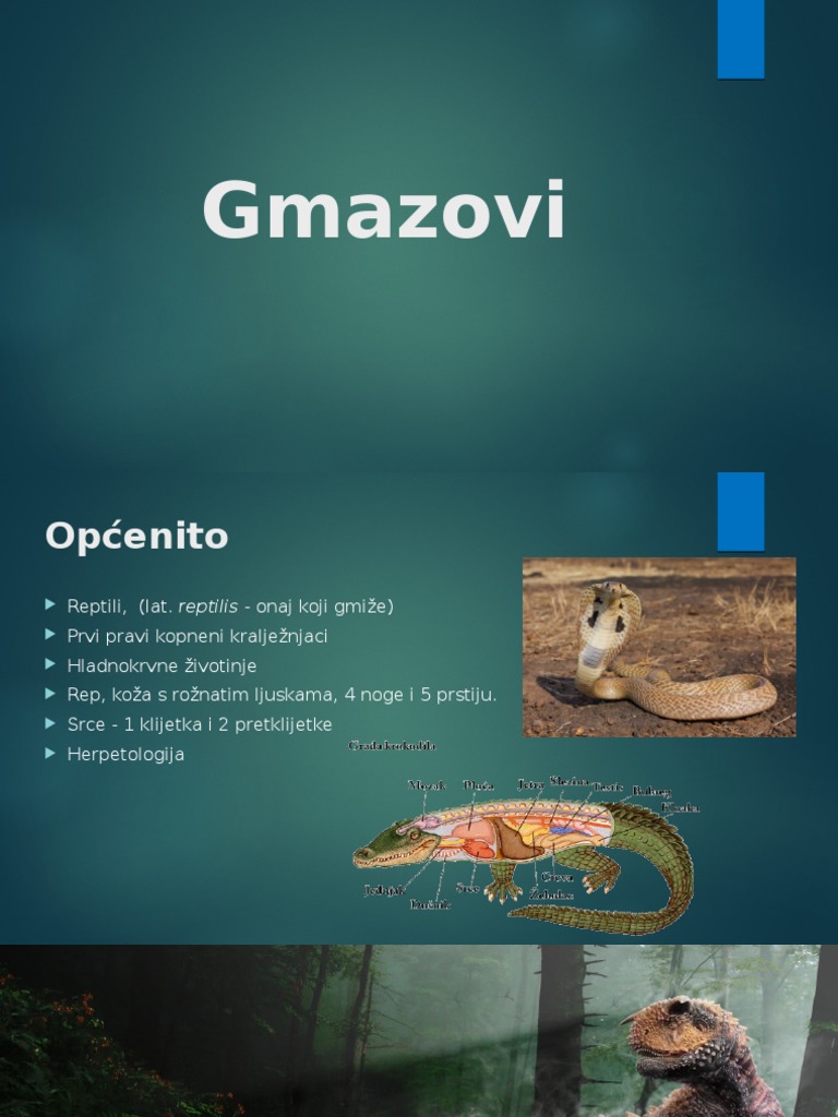 Gmazovi U Svijetu | PDF