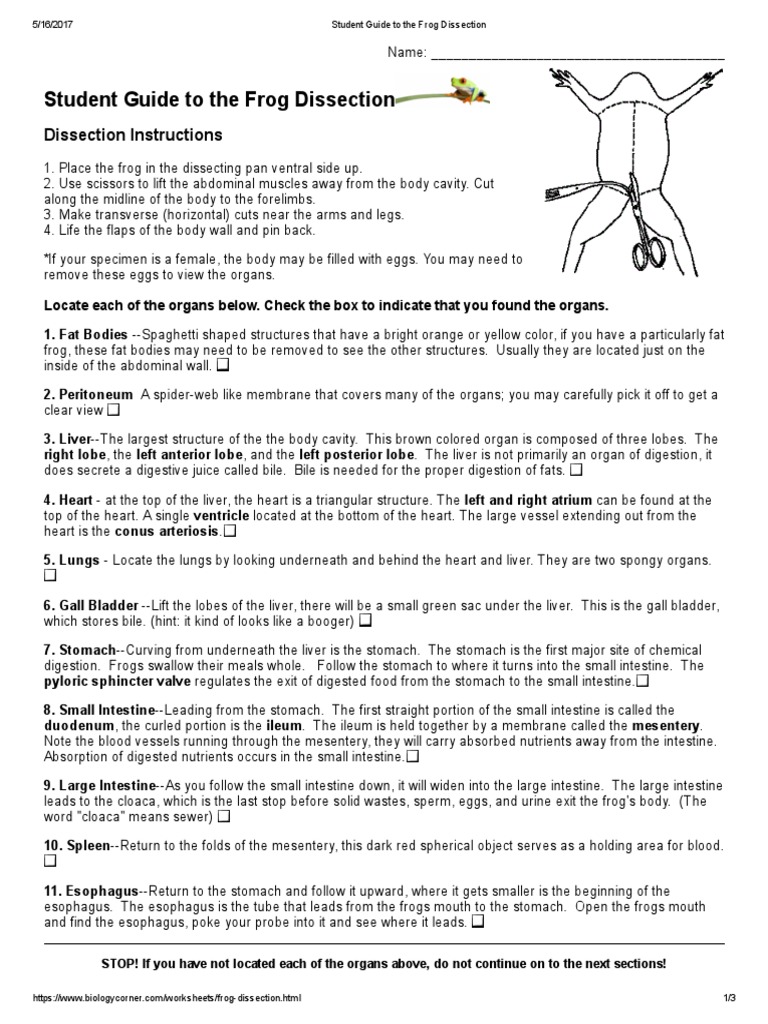 Student Guide To The Frog Dissection | PDF | Small Intestine ...