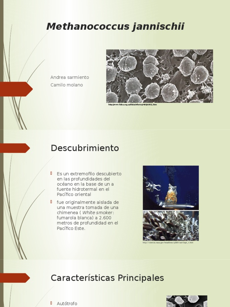 Methanococcus Jannischii | PDF