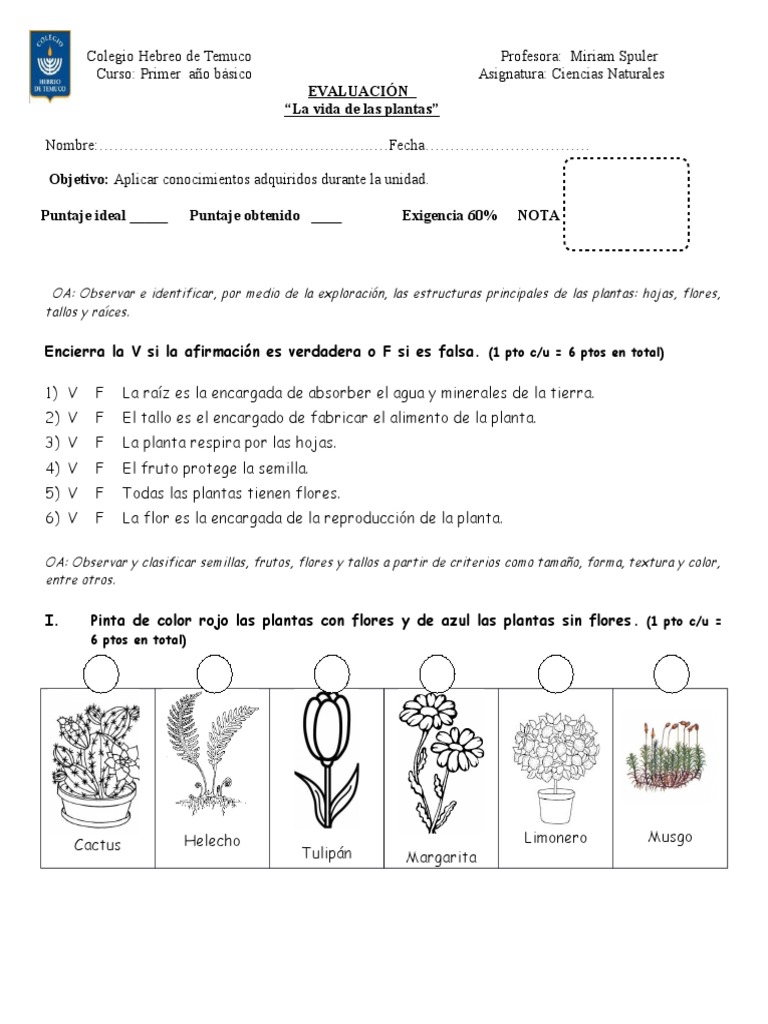 Prueba Las Como Son Las Plantas Unidad 1 | Plantas | Tallo de la planta