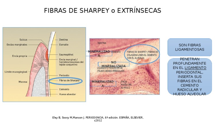 9na Parte Fibras de Sharpey