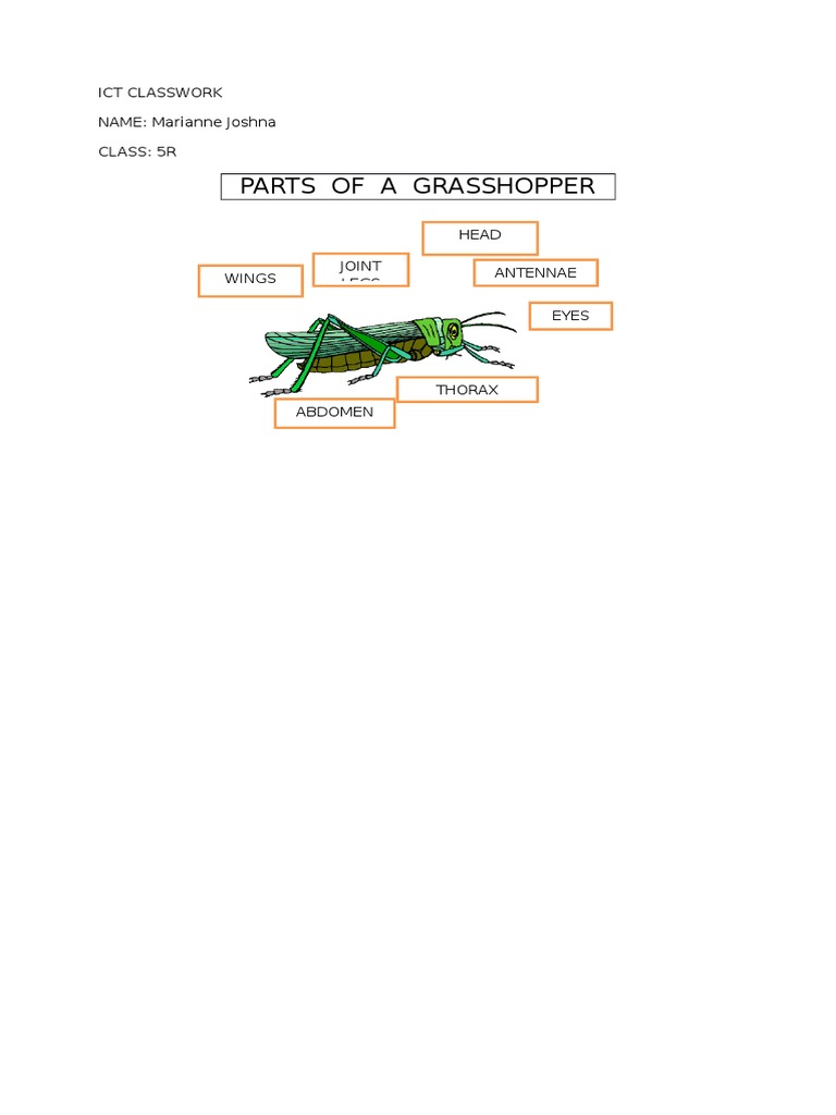 Grasshopper Anatomy for Class 5R | PDF