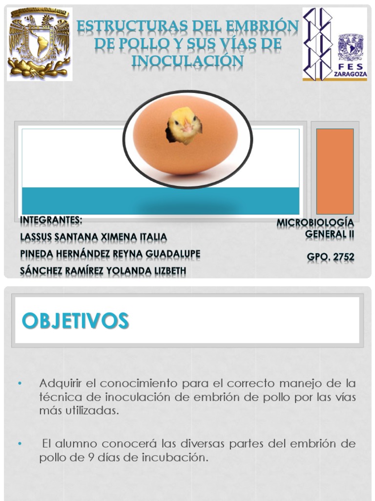 Estructuras del embrion de pollo y sus vias de inoculacion | Virus ...
