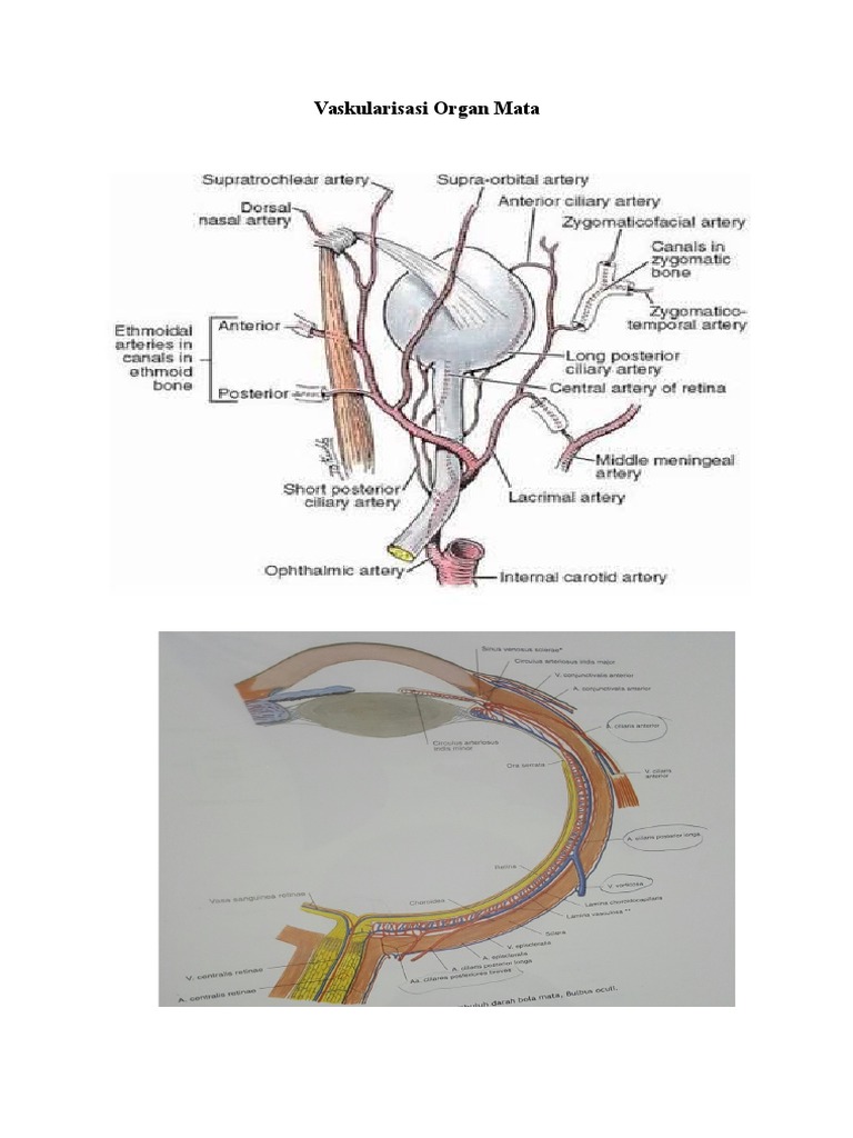 Vaskularisasi Organ Mata | PDF