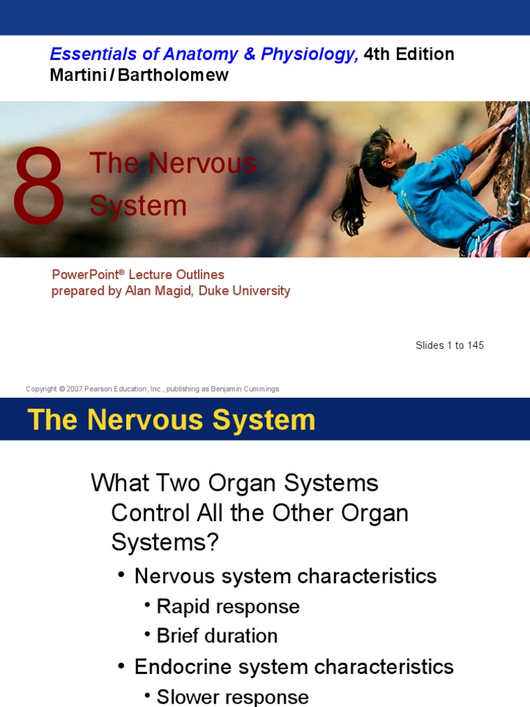 The Nervous System: Essentials of Anatomy & Physiology | PDF | Chemical ...