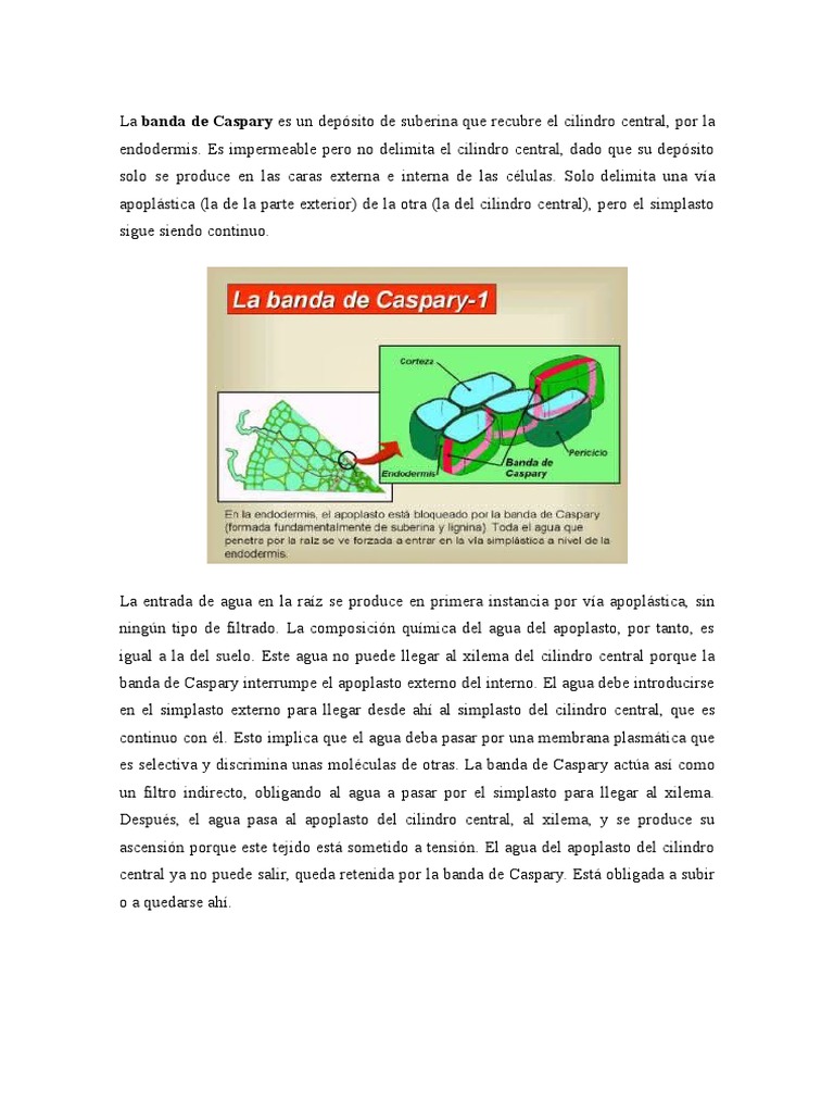 Bandas de Caspary | Raíz | Biología Celular