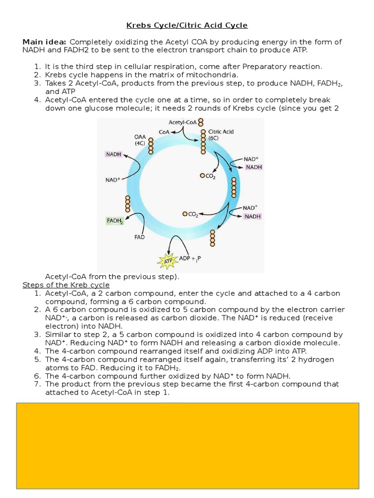 Krebs Cycle | PDF