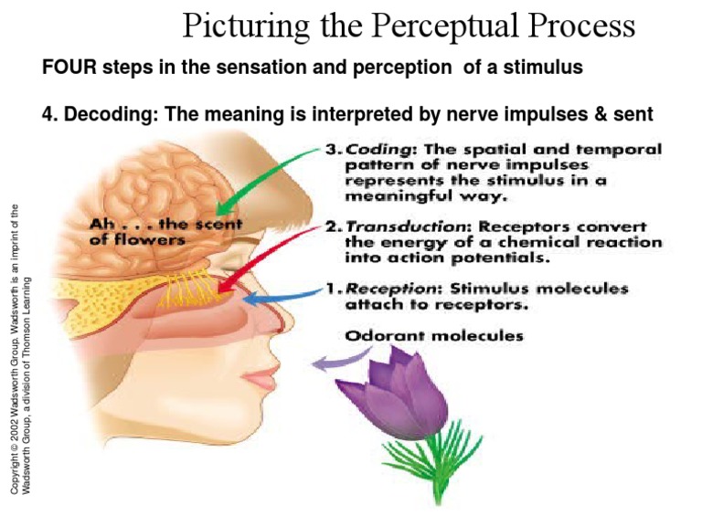 Four Steps of Sensation To Perception | PDF