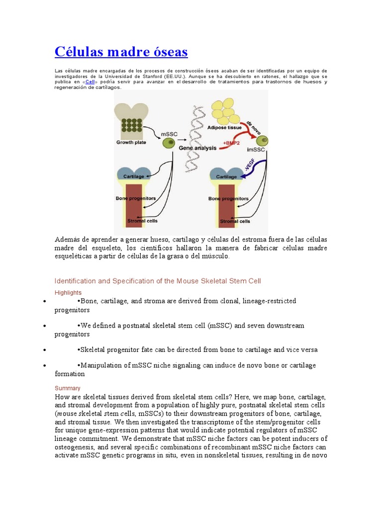 Células Madre Óseas | PDF