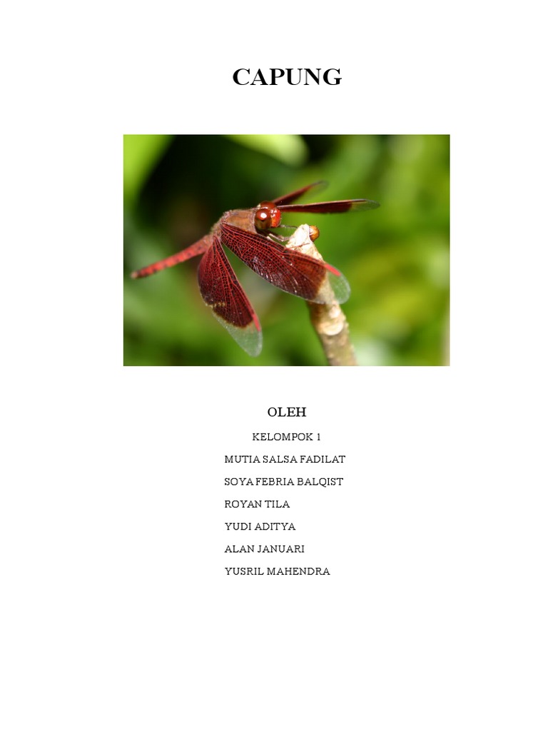 Capung Pdf