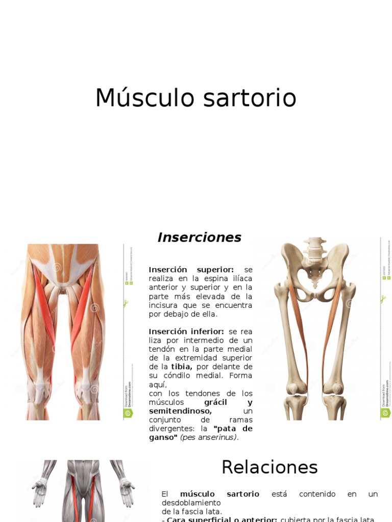 Músculo sartorio | Sistema musculoesquelético | Extremidades (anatomía)