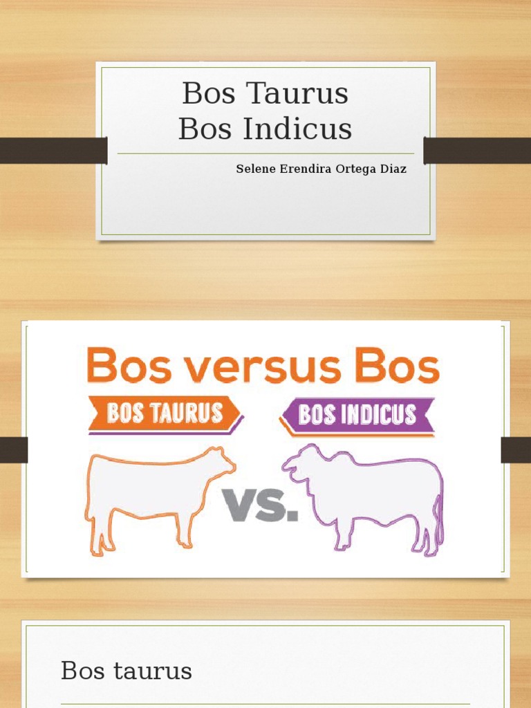 Bos Taurus | PDF | Carne | Vacas