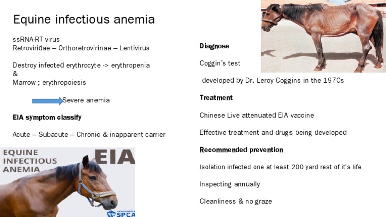 Equine Infectious Anemia | PDF | Microorganism | Immunology