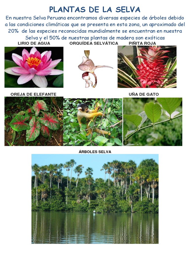 Plantas de La Selva | PDF