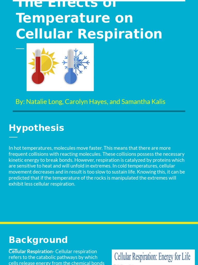 Photosynthesis and Cellular Respiration Lab | Download Free PDF ...