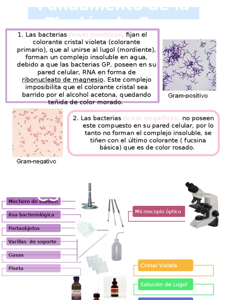 Tinción de Gram | Tinción | Inmunohistoquímica