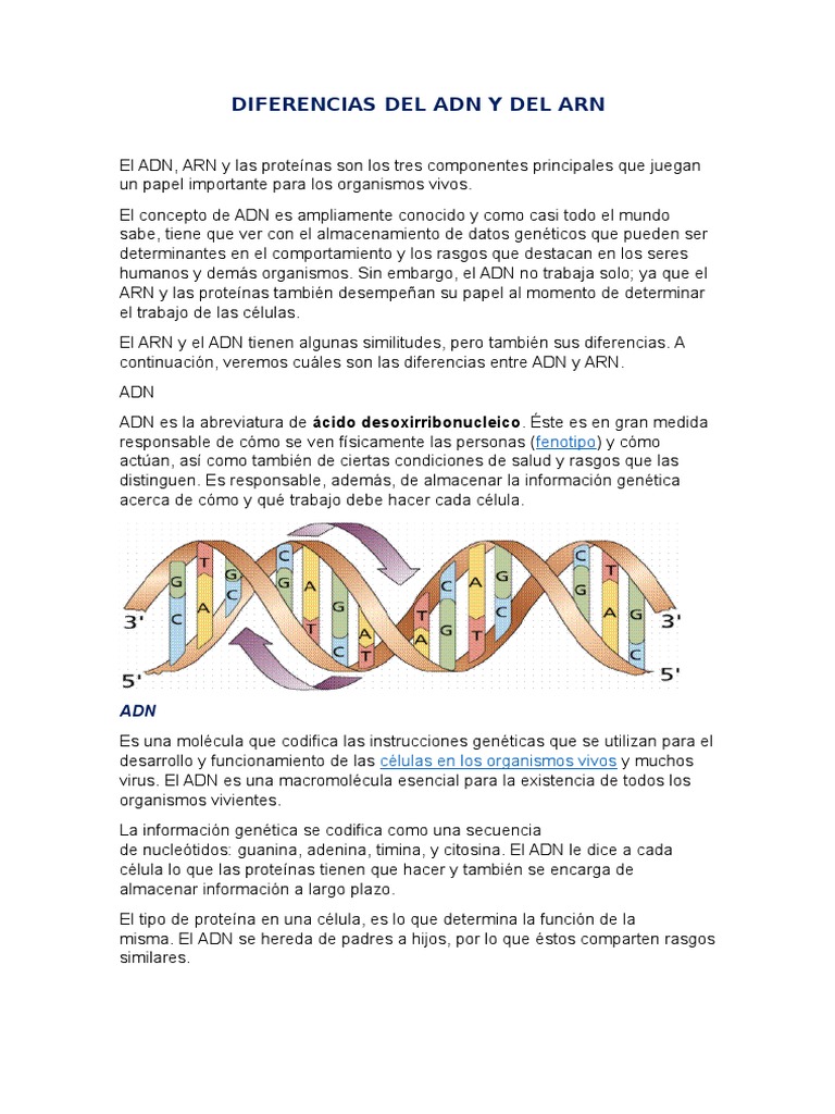Diferencias Del Adn y Del Arn Elar | Descargar gratis PDF | Rna | Adn