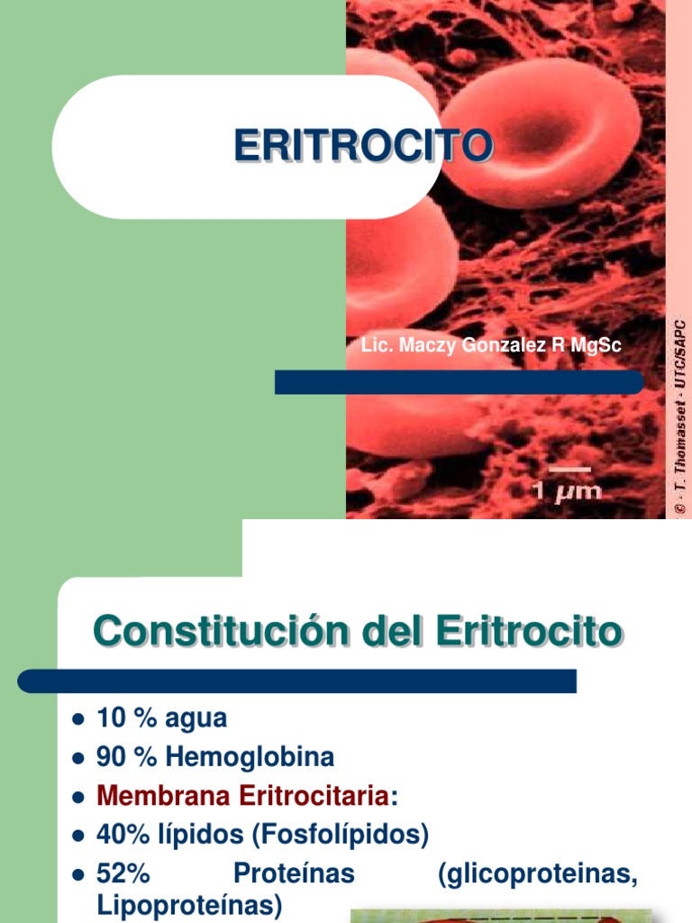 ERITROCITO diapositivas
