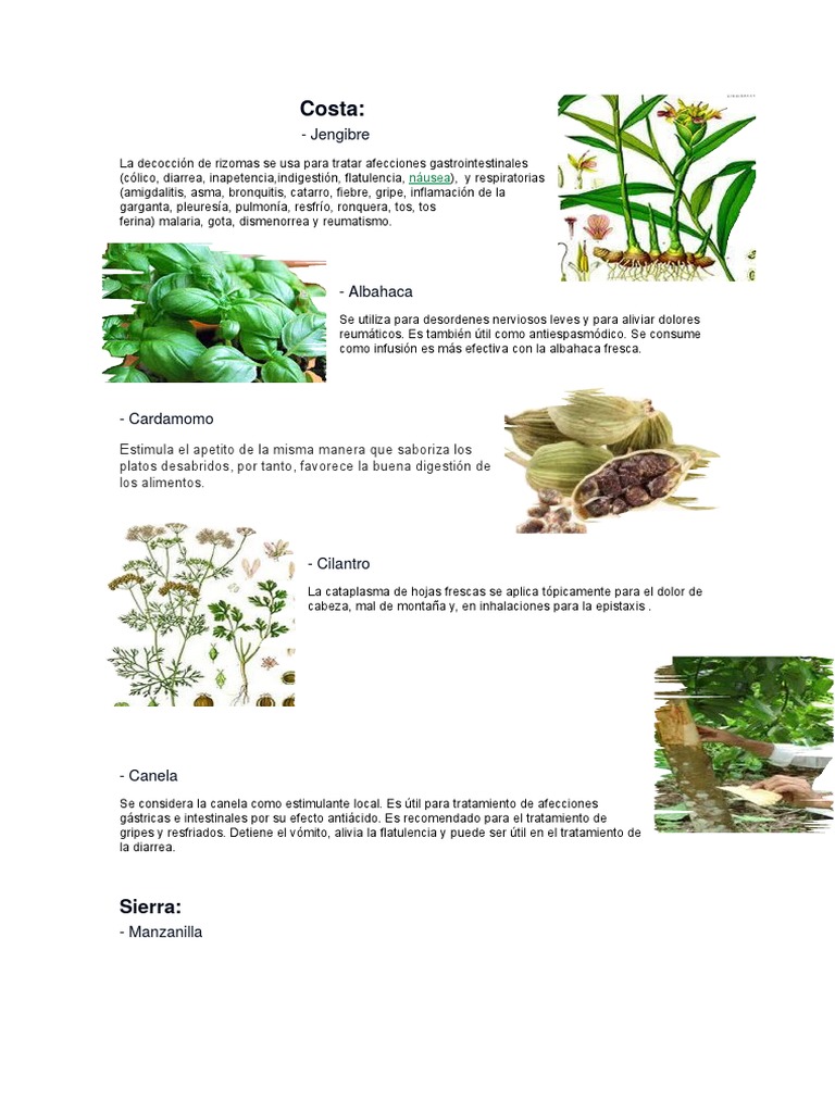 Plantas medicinales Ecuador | Resfriado comun | Plantas medicinales