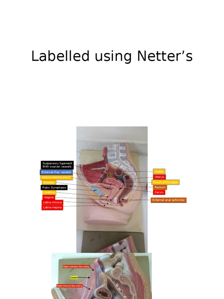 Anatomy Models | PDF