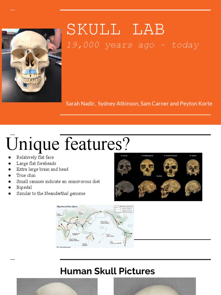 Skull Lab 1 | PDF