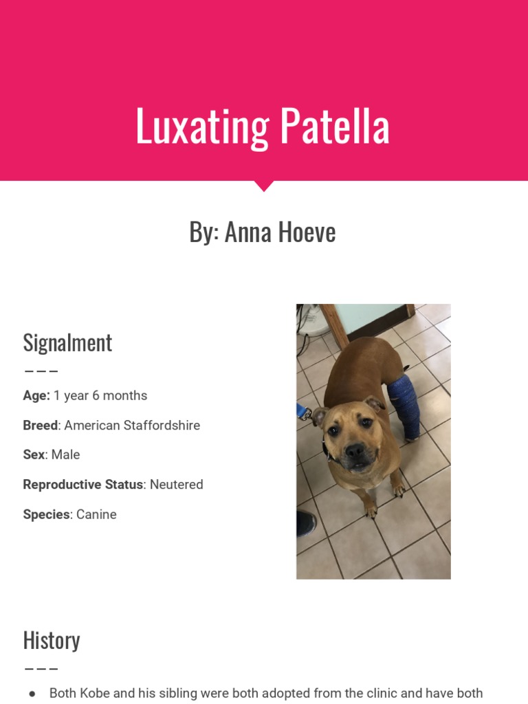 Luxating Patella 1 | PDF | Surgery | Medical Diagnosis