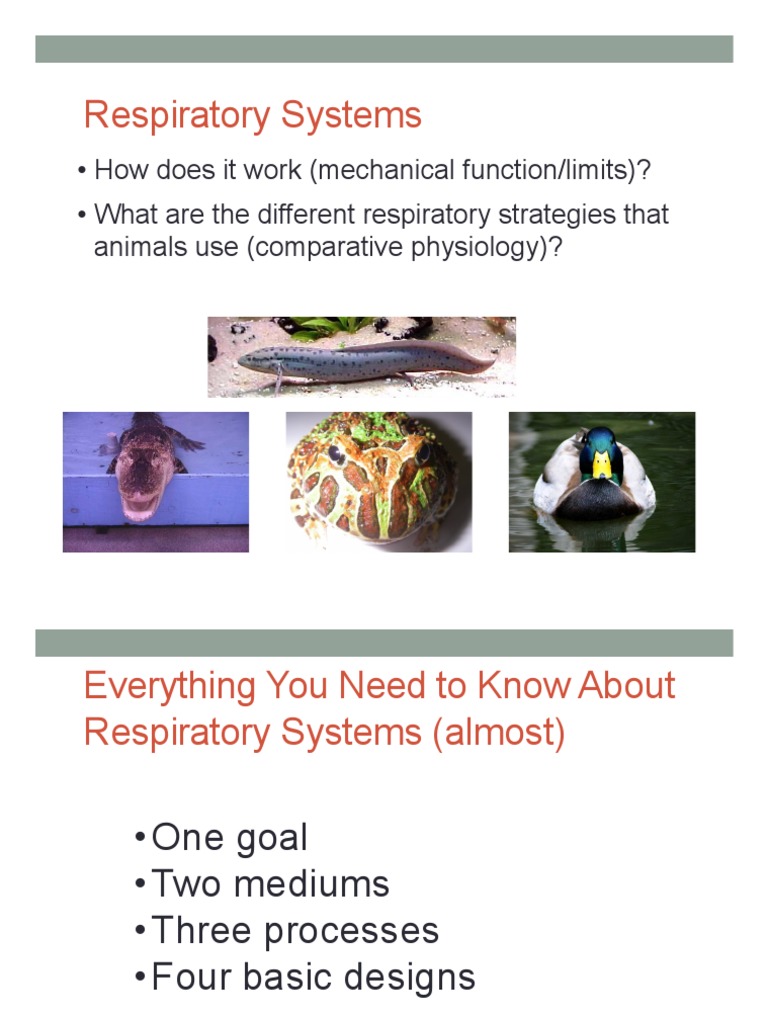Understanding Animal Respiratory Systems | PDF | Diffusion ...