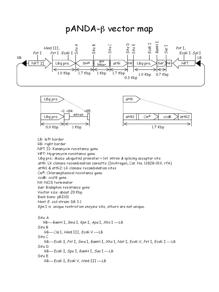 pANDA-β vector map: gus Nt linker Nt | PDF | Nature