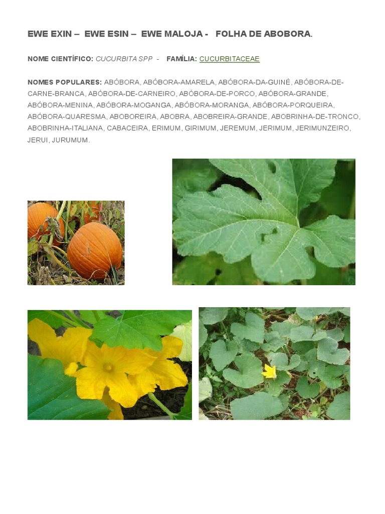 Ewe Esin - Ewe Exin - Ewe Maloja | PDF