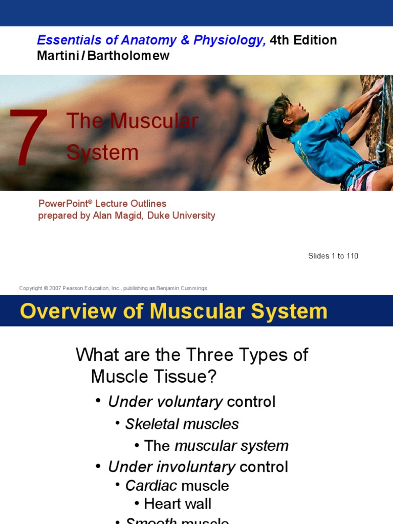 The Muscular System: Essentials of Anatomy & Physiology | PDF ...