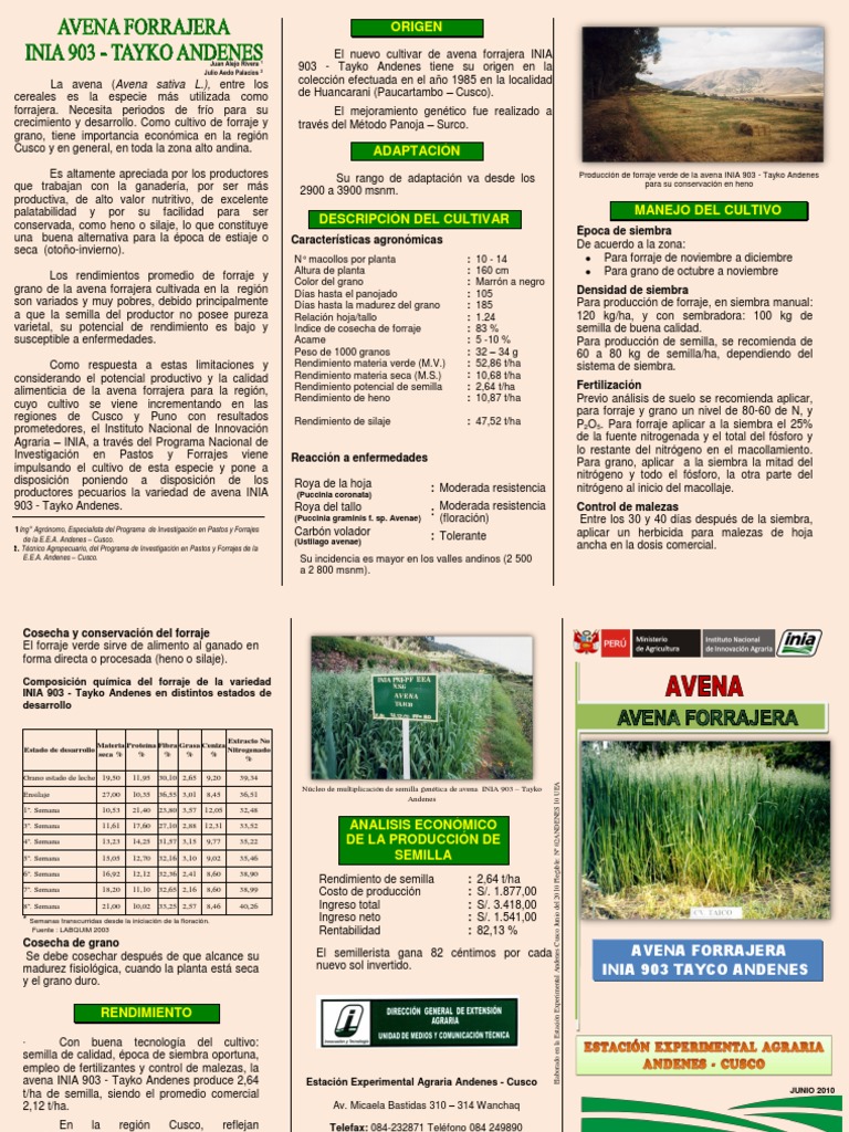 002 2010 Avena Tayko Andenes Inia 903 | PDF | Avena | Cereales