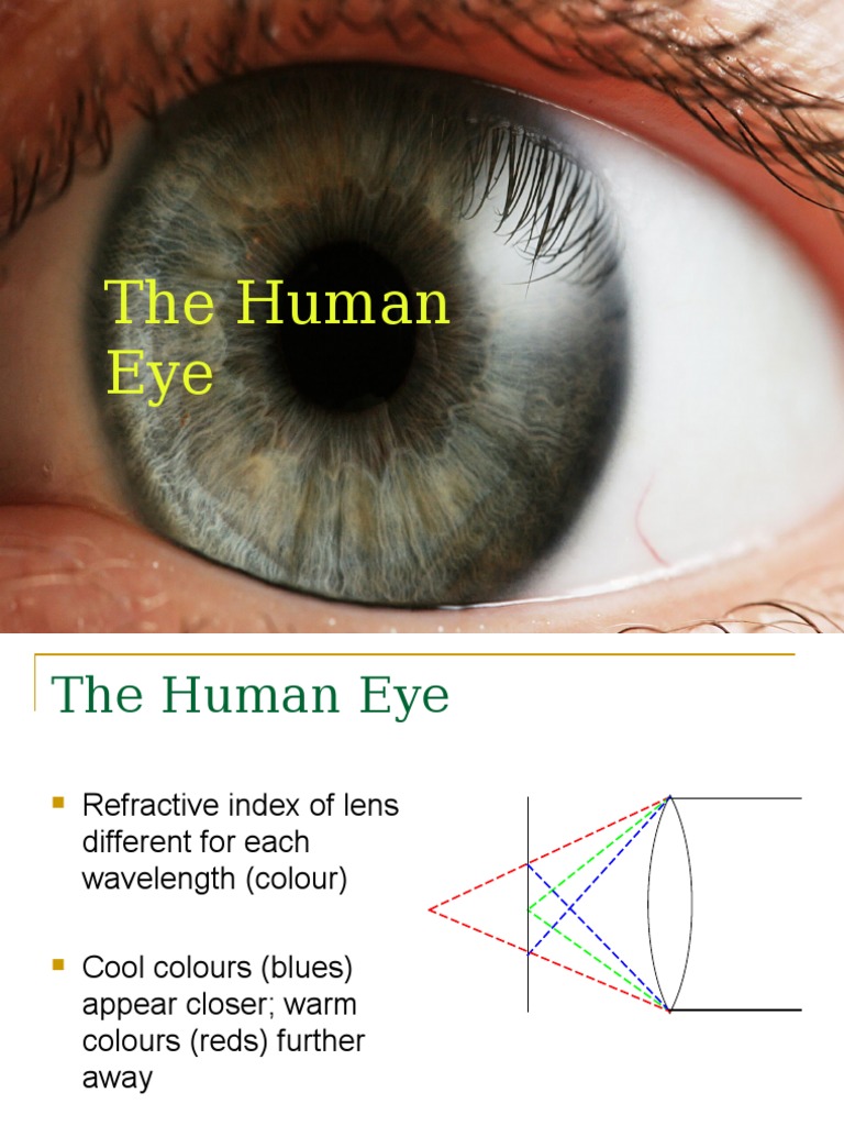 CSEC BIOLOGY Nervous Coordination - Eye | PDF | Human Eye | Lens (Optics)