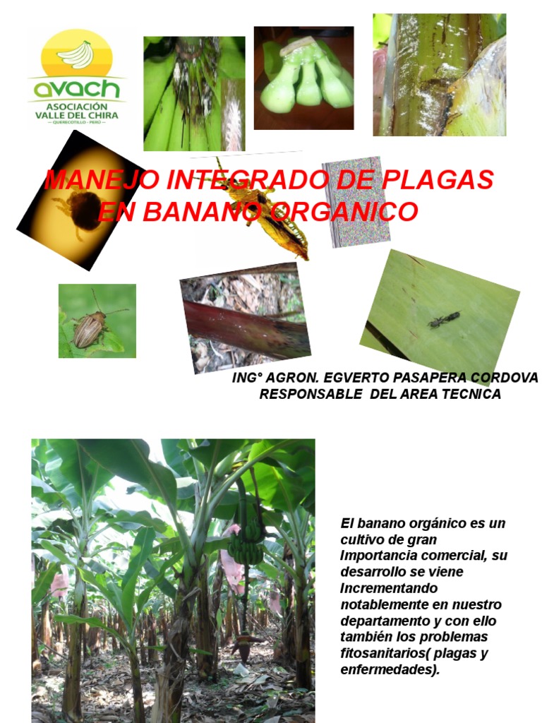 Ponencia Curso Banano | PDF | Horticultura y jardinería | Agricultura