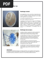 CÓSMIDOS | PDF | Plásmido | Biotecnología