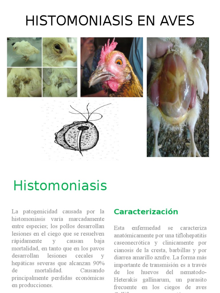 Histomoniasis en Aves | Medicina | Medicina